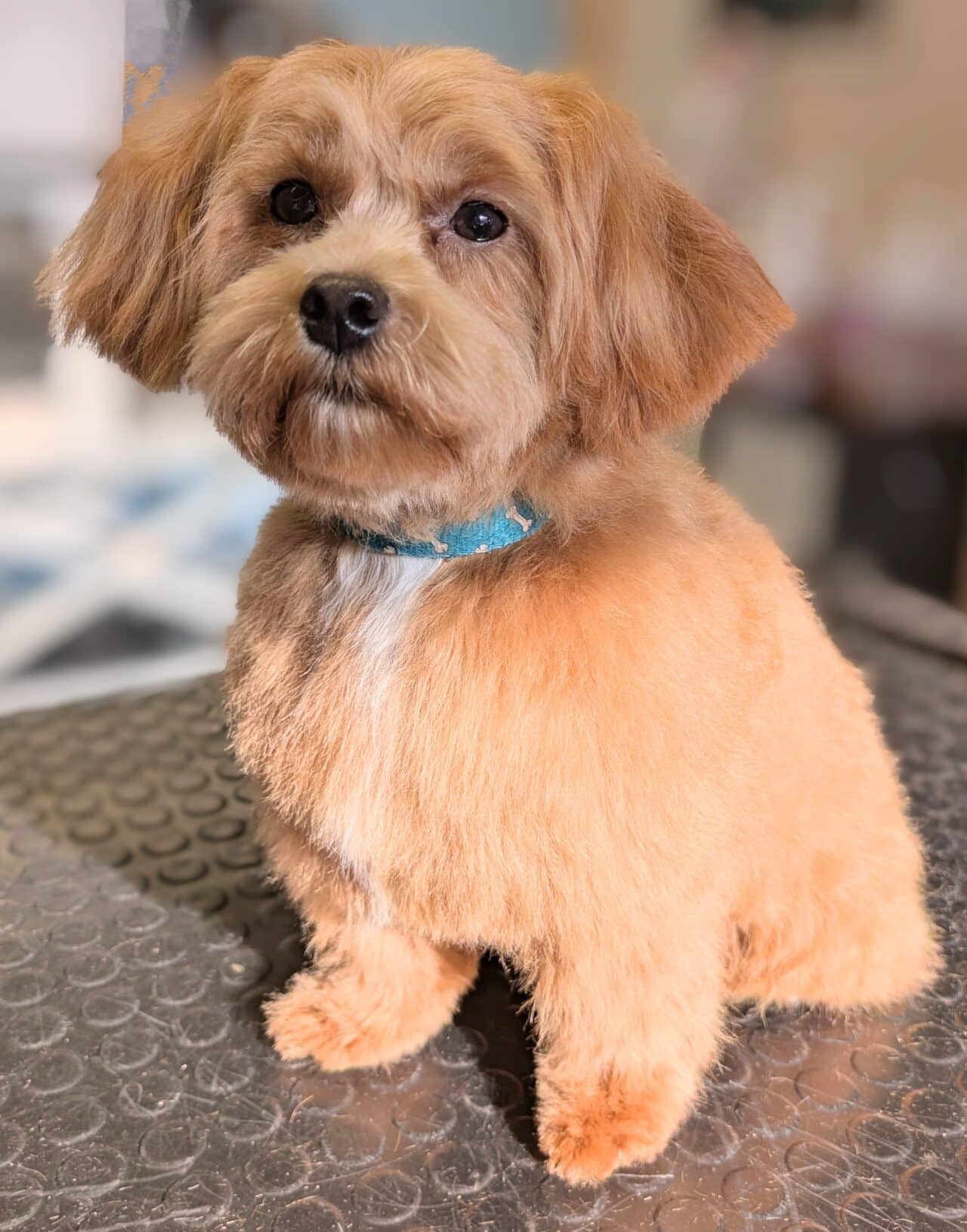 5 conseils pour un toilettage chiot réussi